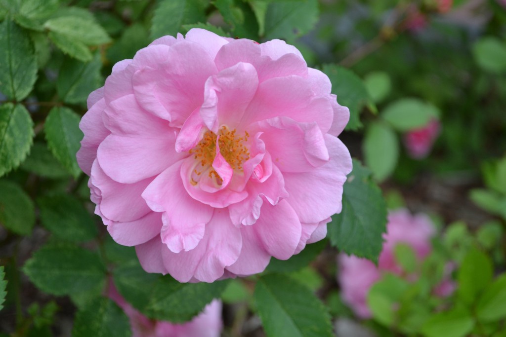 John Davis - Rosa Explorer - Hongiston TaimistoHongiston Taimisto