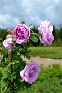 Wasagaming - Rosa rugosa - Hongiston TaimistoHongiston Taimisto